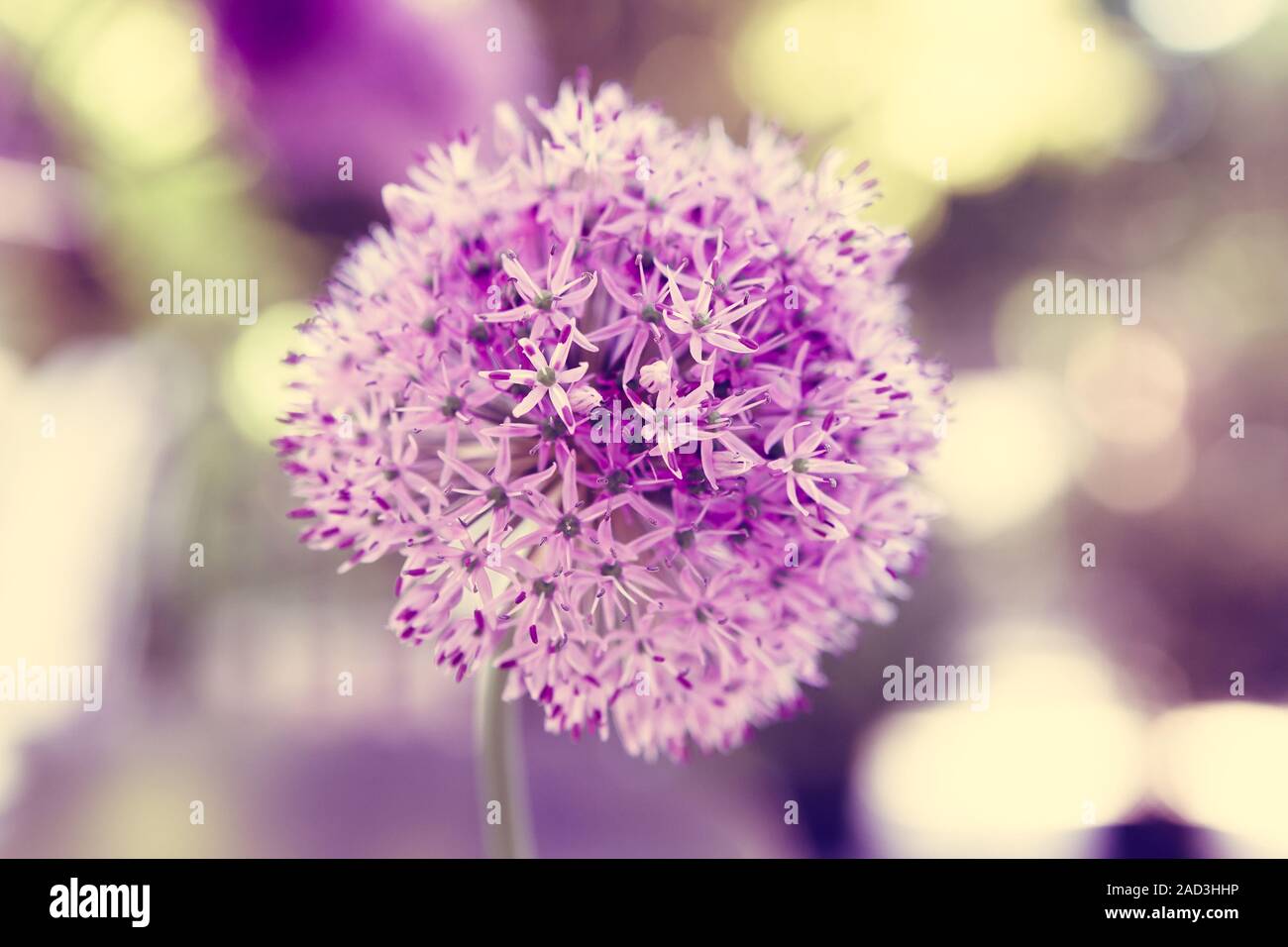Macro photo of alium flowers Stock Photo - Alamy