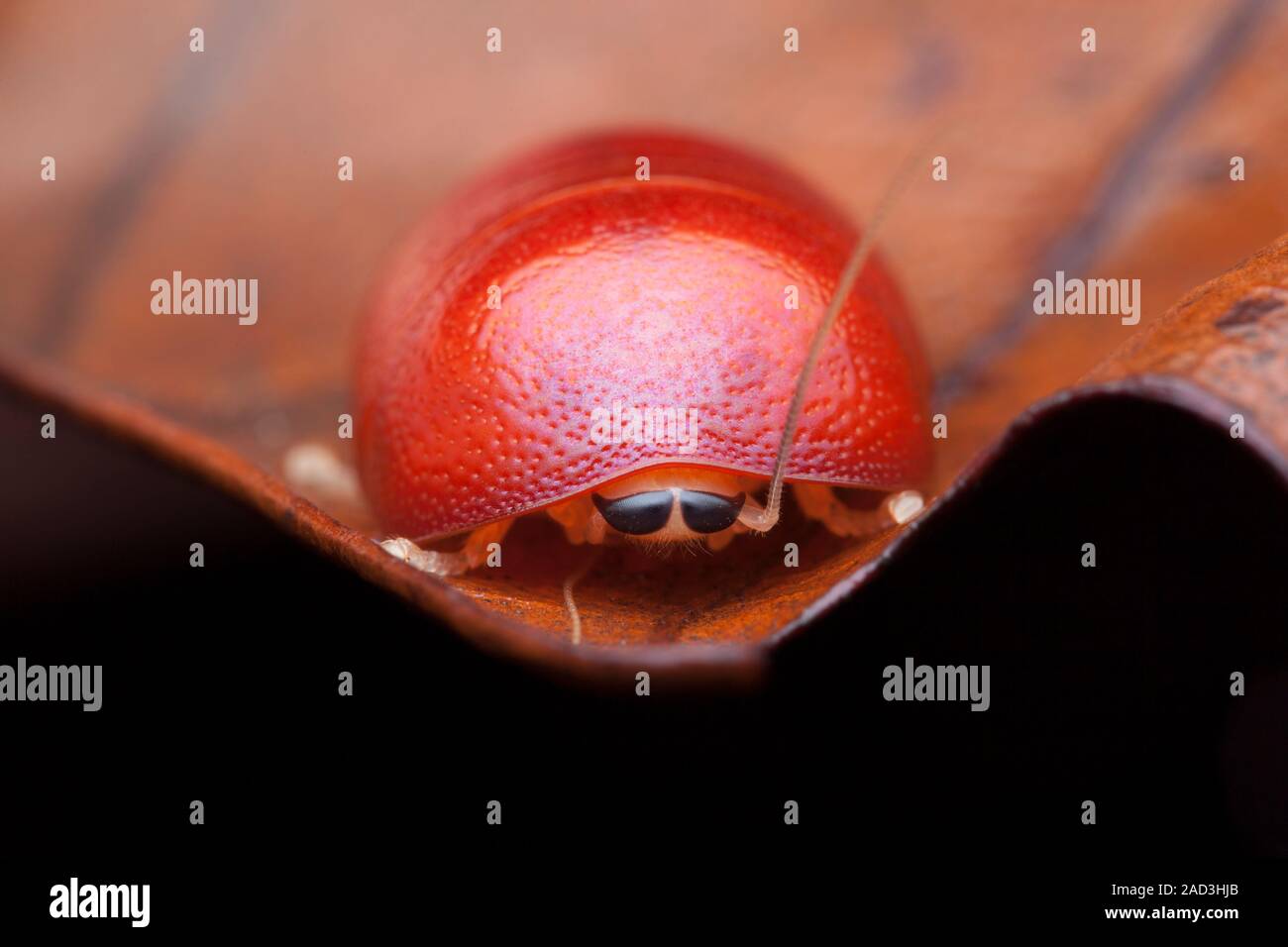 Freshly moulted pill cockroach (Perisphaerus sp.). Photographed in ...