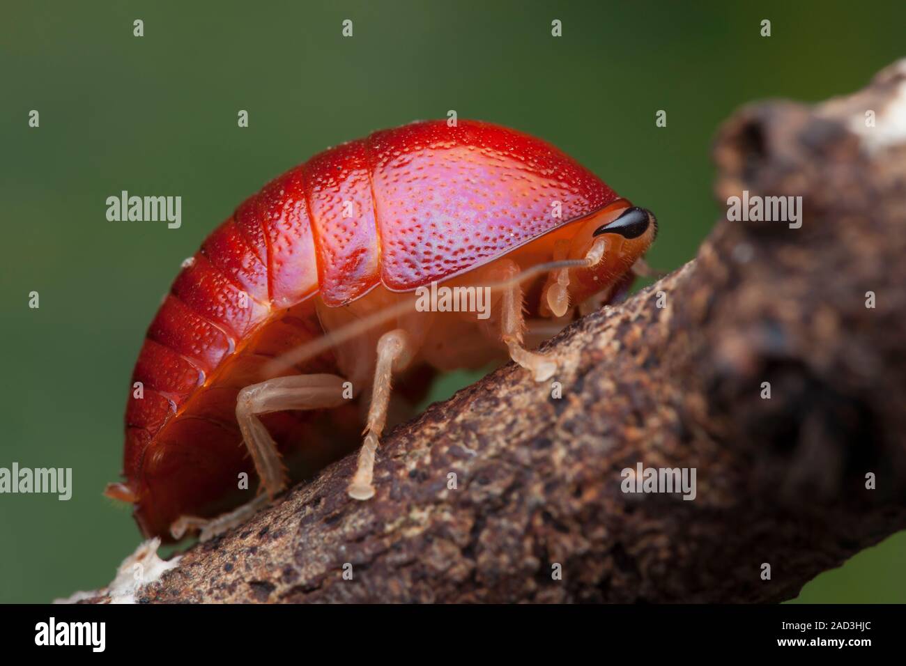 Freshly moulted pill cockroach (Perisphaerus sp.). Photographed in ...