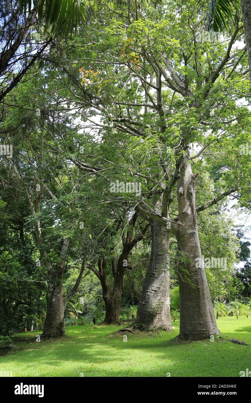 Sir seewoosagur botanic garden hi-res stock photography and images - Alamy