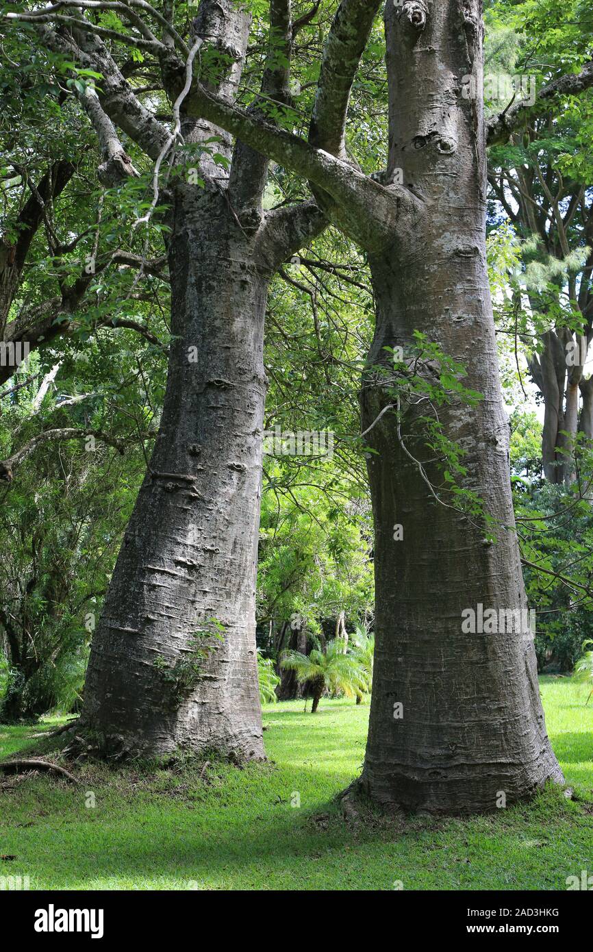 Mauritius, Botanical Garden, stately tree pair Stock Photo - Alamy