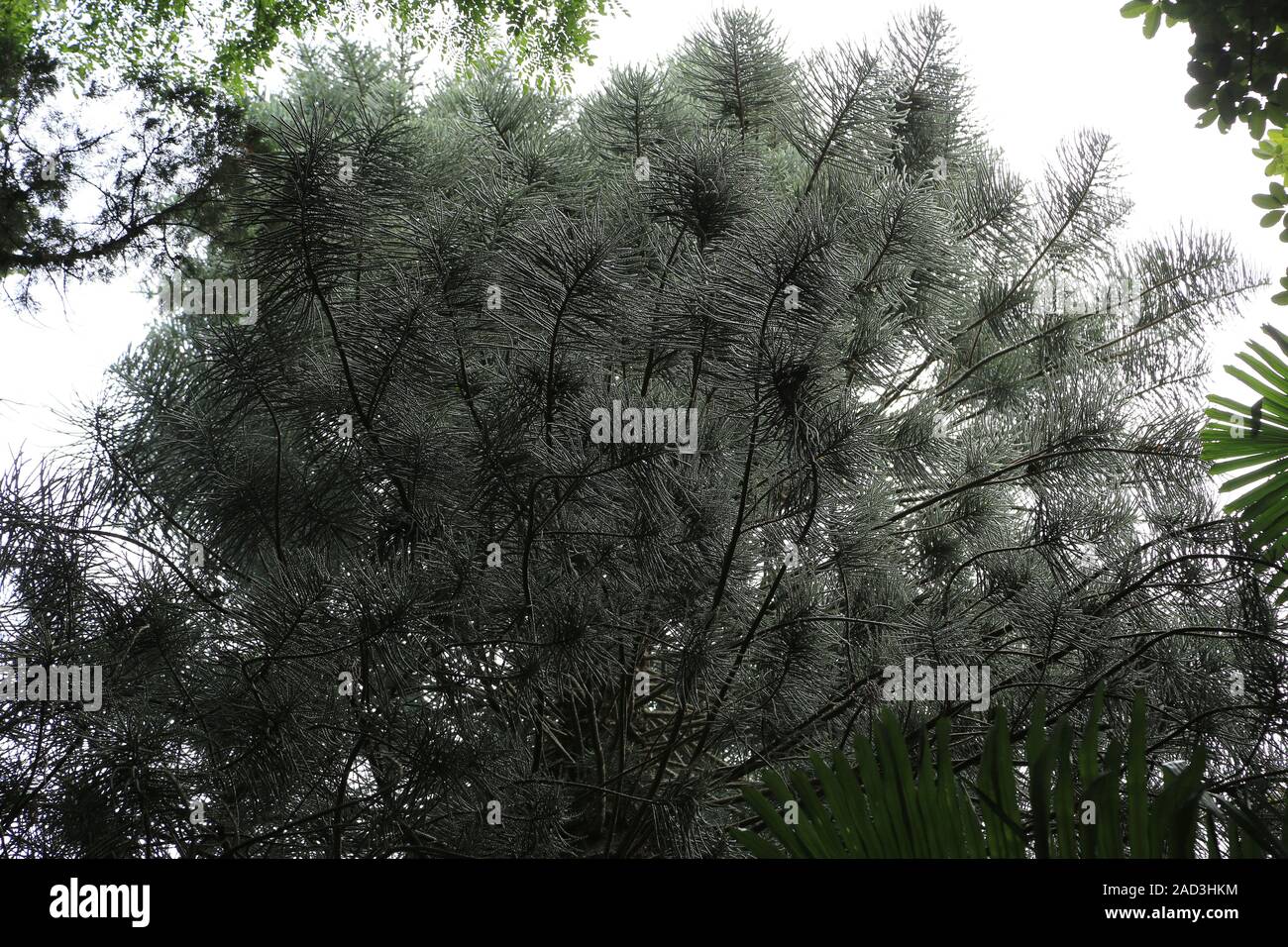 Mauritius, Araucaria columnaris, Cook pine im Botanischen Garten Stock ...
