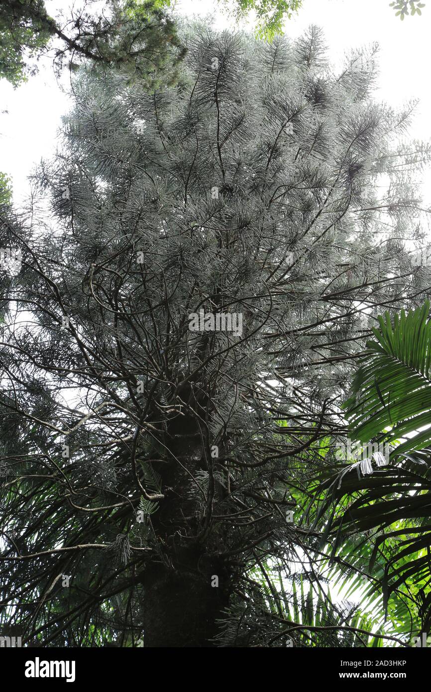 Mauritius, Araucaria columnaris, Cook pine im Botanischen Garten Stock ...