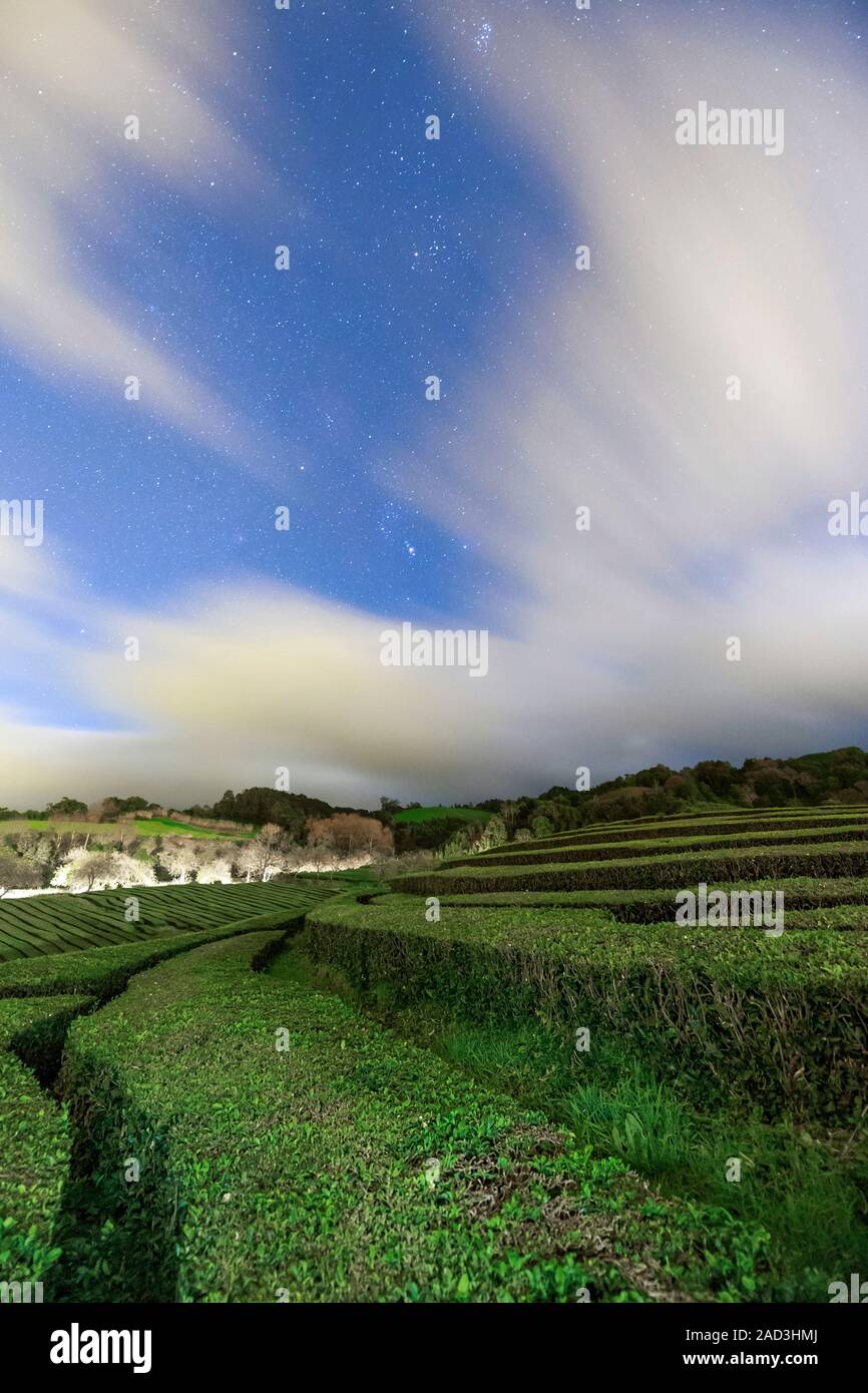 Moonlit tea plantation. Clouds and stars in a moonlit sky over tea ...