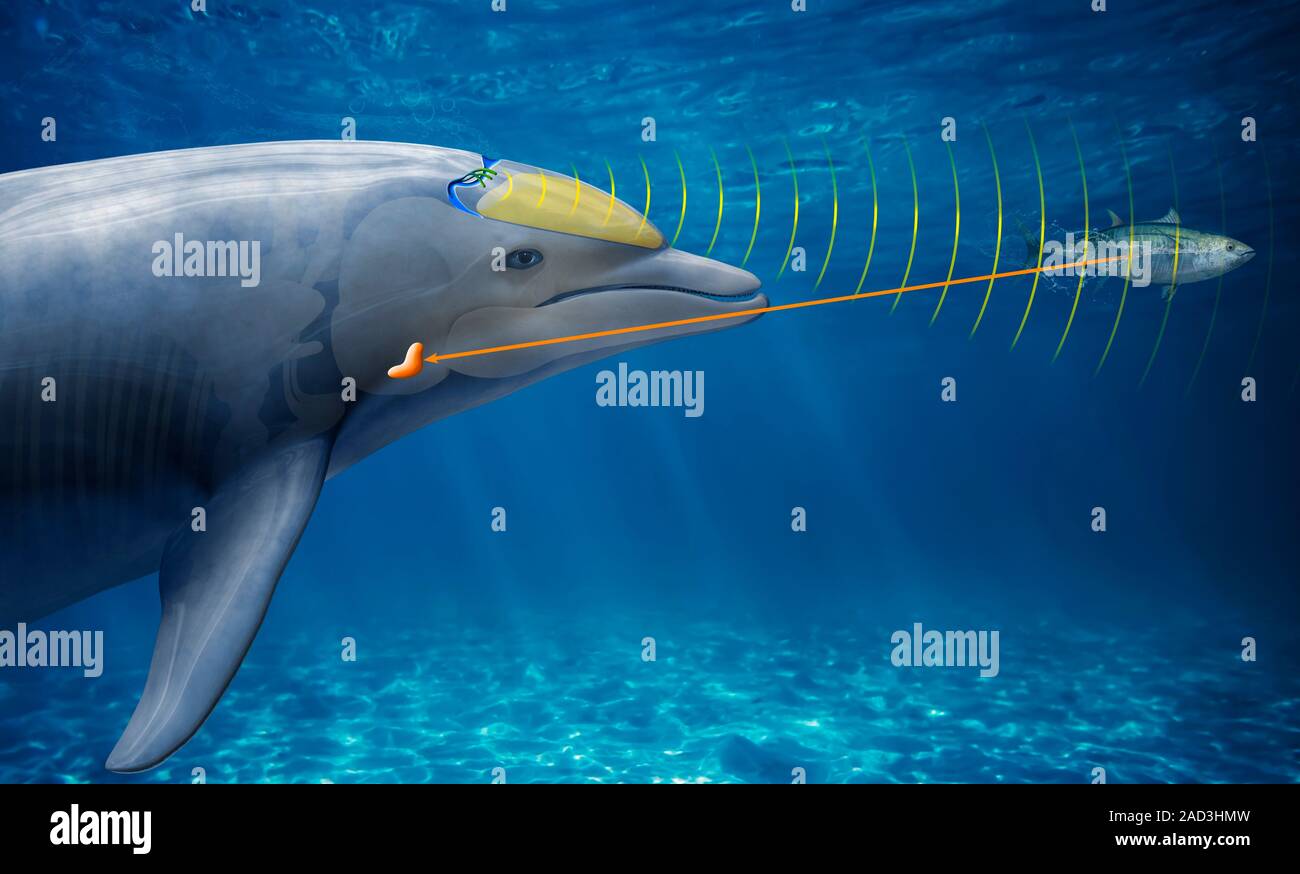 Dolphin echolocation. Computer illustration showing how a dolphin uses ...