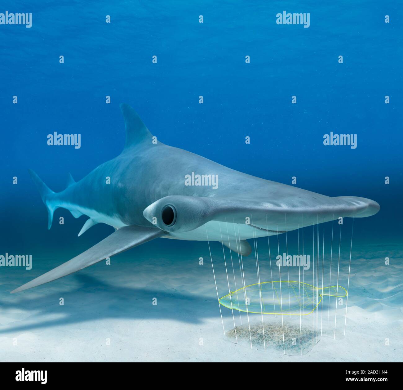 Shark electroreception. Computer illustration showing a hammerhead ...