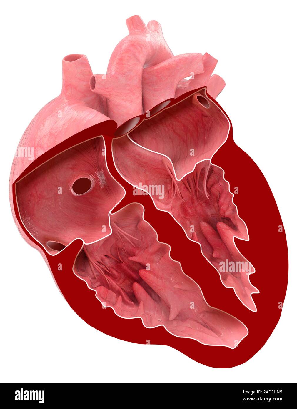 Heart anatomy. Cutaway computer illustration of a section through a ...