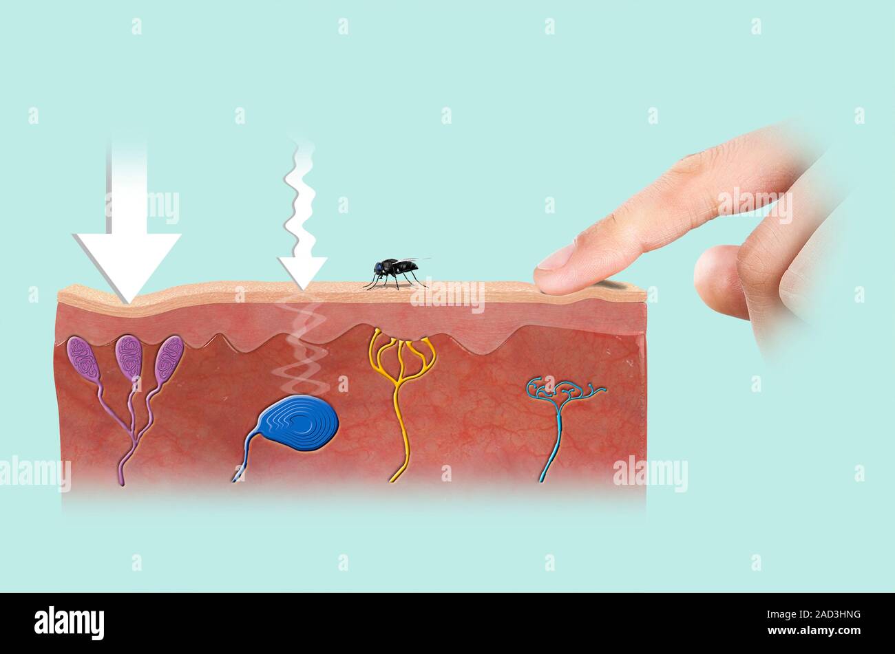 Sense Receptors Of Skin 13.1 Sensory Receptors – Anatomy