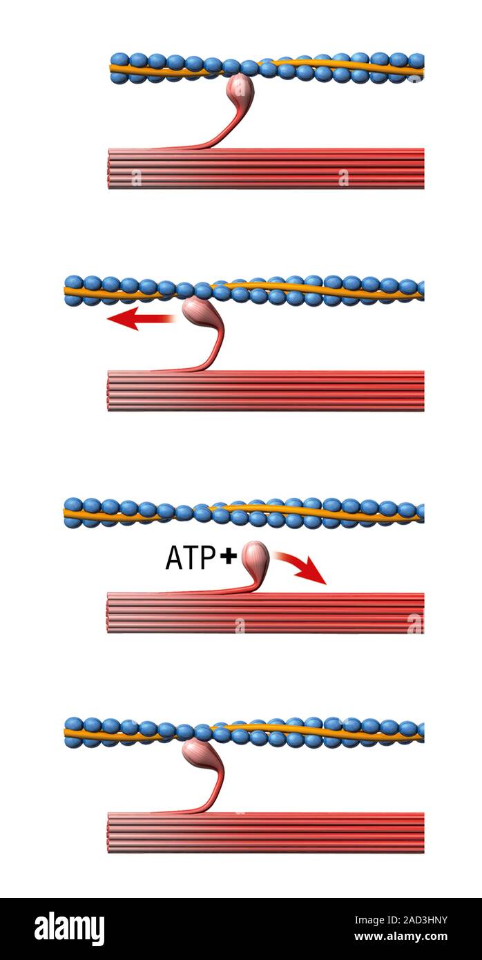 Rigor Mortis Diagram Muscle Fiber Contraction And Relaxation | Anatomy