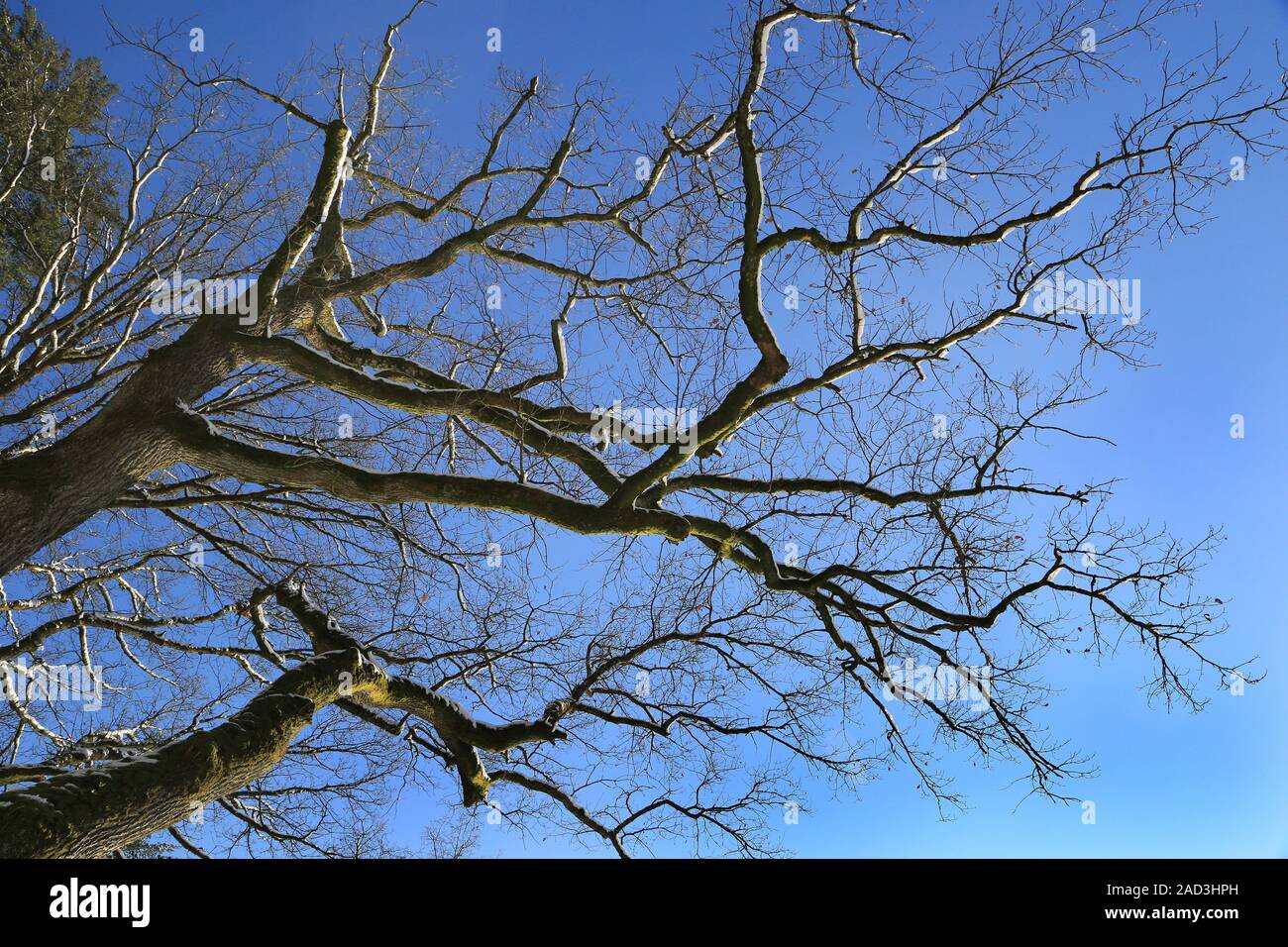 Treetop treetop hi-res stock photography and images - Alamy