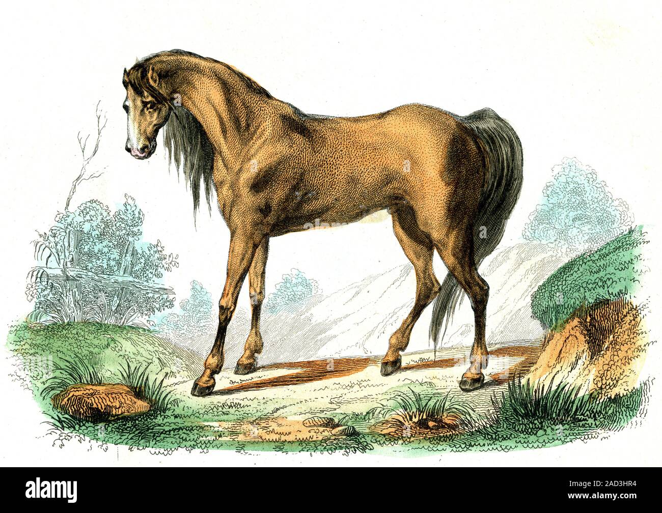 Horse (Equus Caballus). 1859 illustration of a domestic horse (now ...