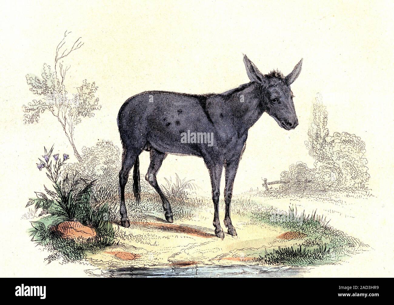 Donkey (Equus asinus). 1859 illustration of a donkey (now Equus ...