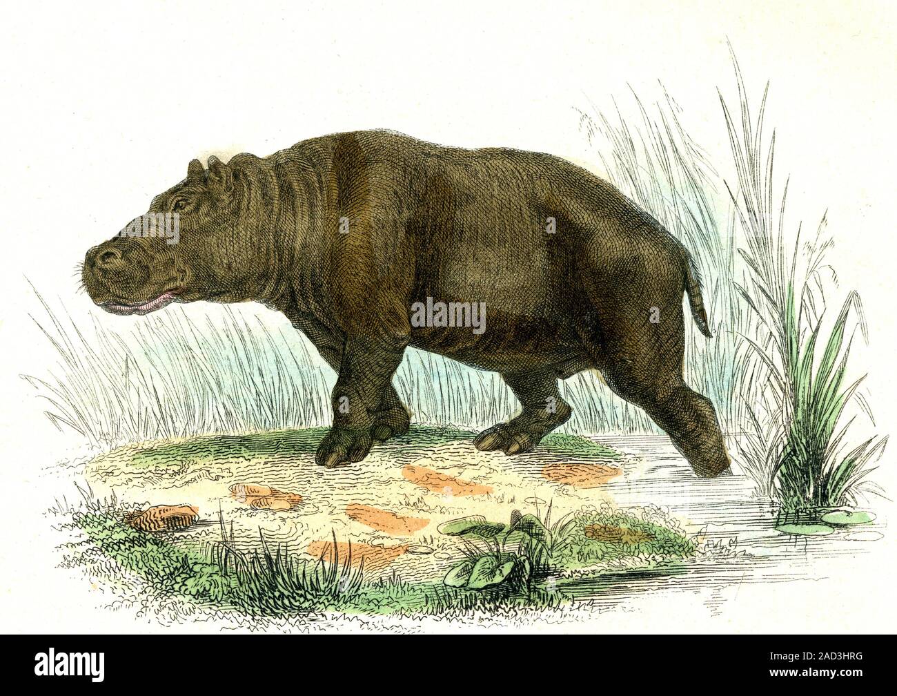 Hippopotamus (Hippopotamus amphibius). 1859 illustration of a common ...