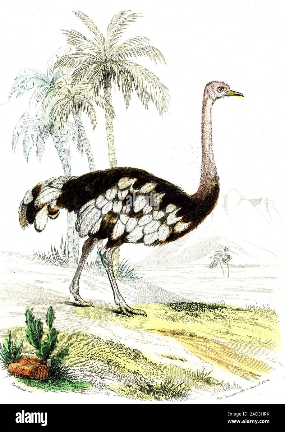 Ostrich (Struthio camelus), 1859 illustration. This large flightless ...