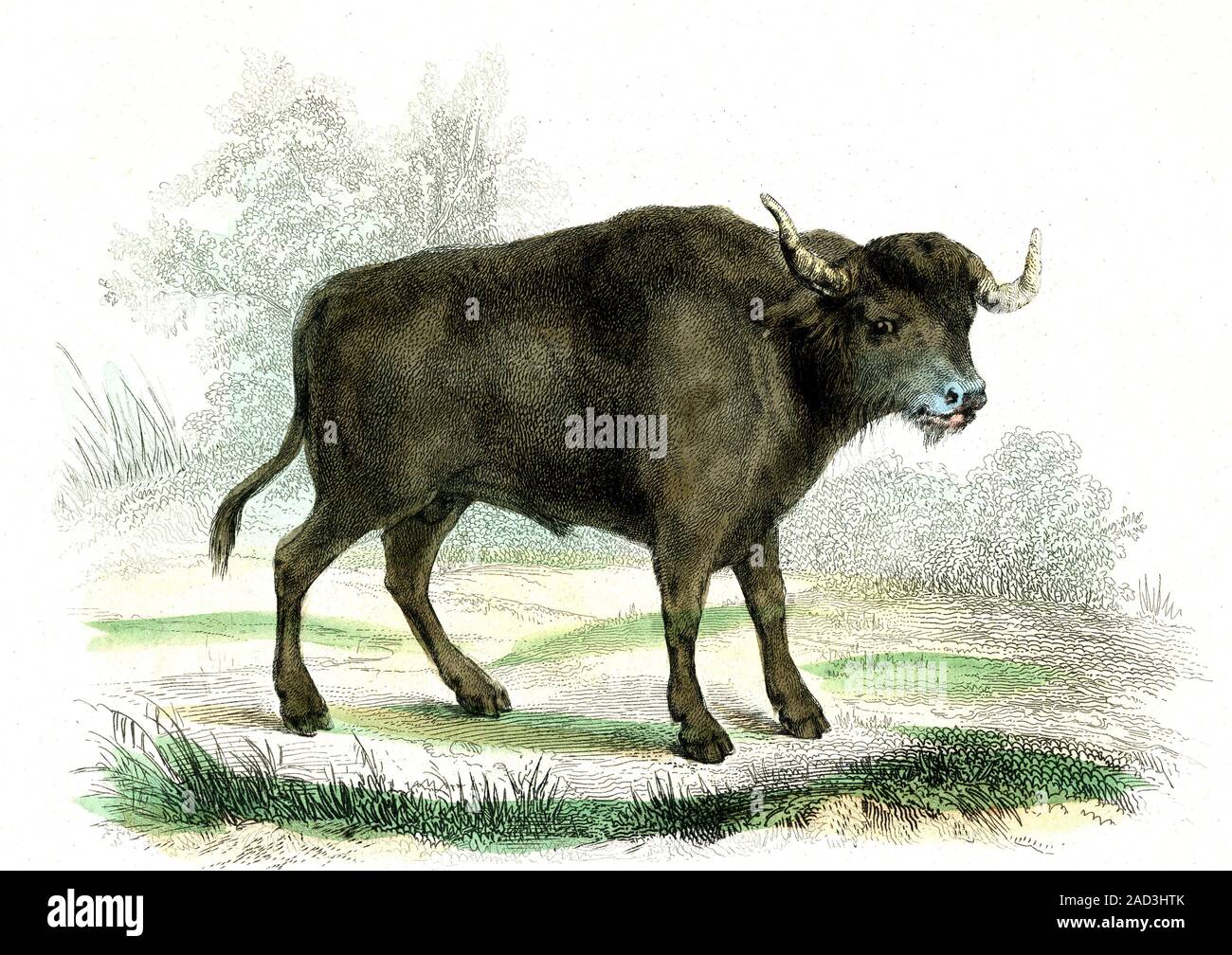 Water buffalo (Bos bubalus). 1859 illustration of a water buffalo (now ...
