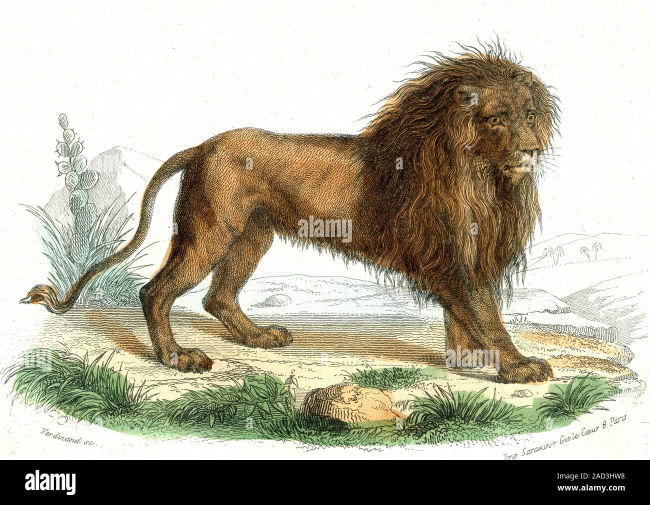 Lion (Felis leo), 1859 illustration. The lion (now Panthera leo) is the ...