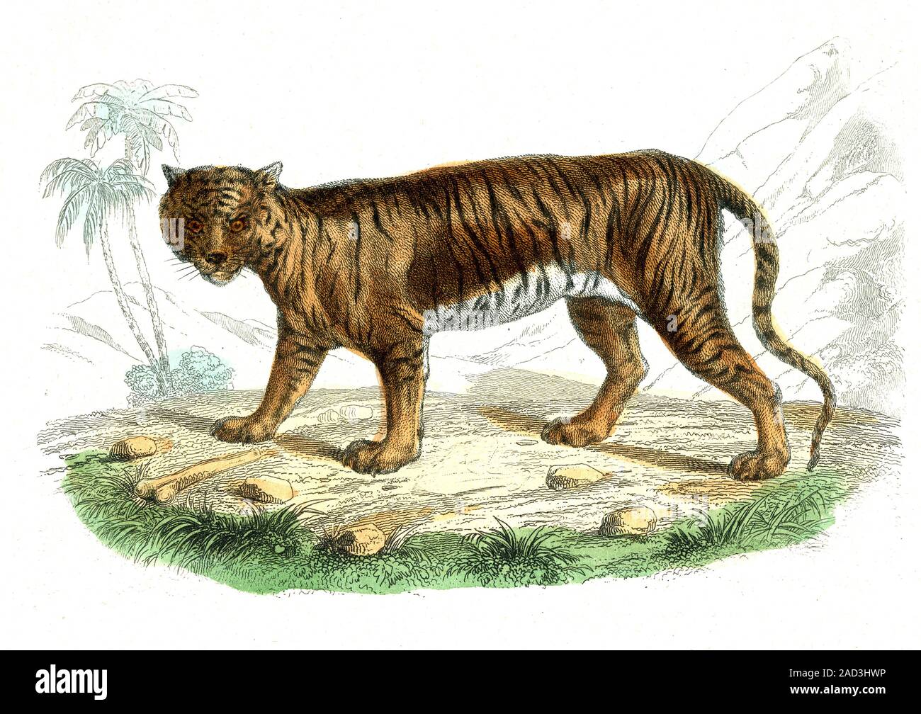 Tiger (Felis tigris), 1859 illustration. The tiger (now Panthera tigris ...