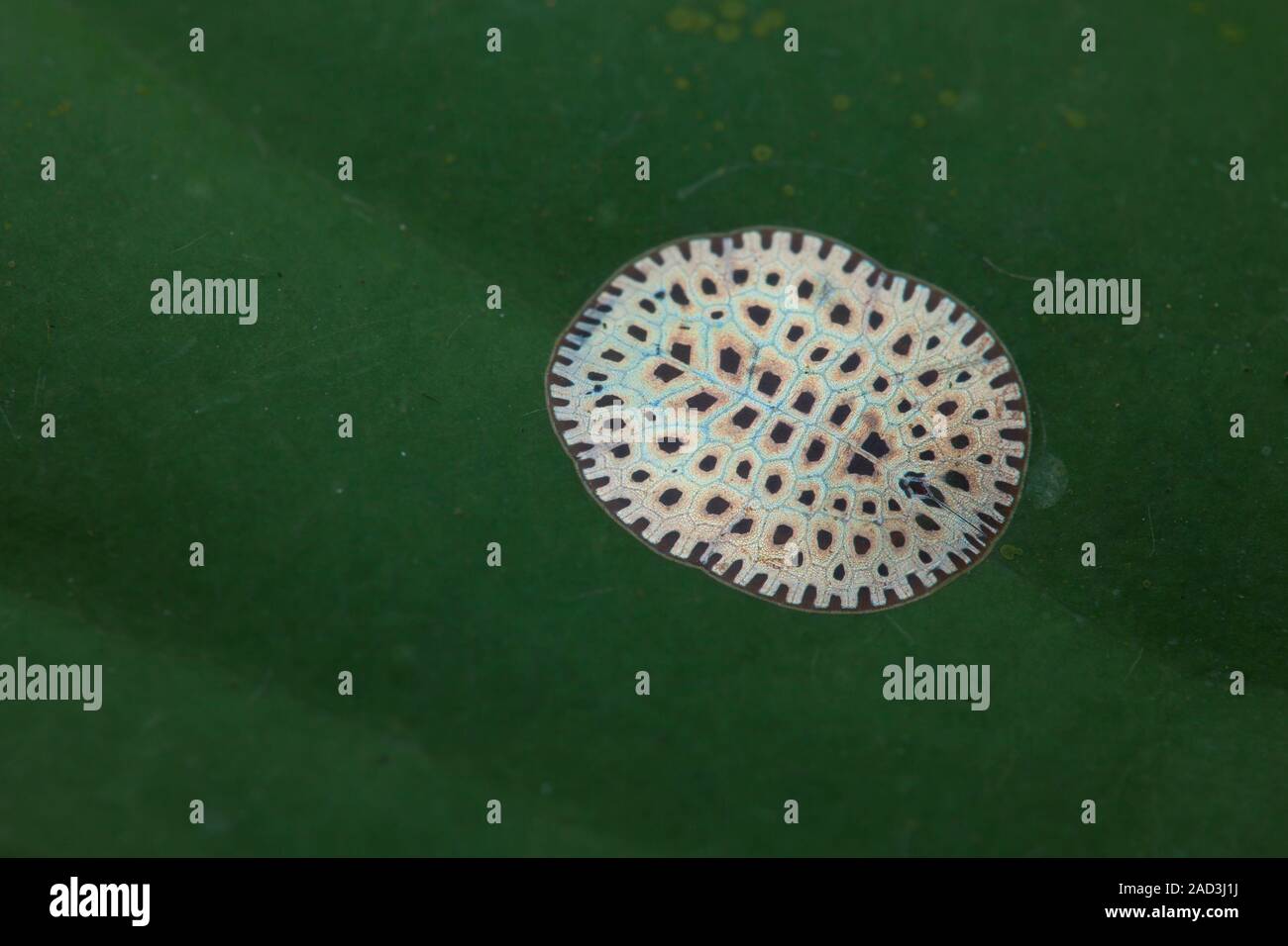 Scale insect (Paralecanium expansum metallicum) on leaf. Scale insects ...