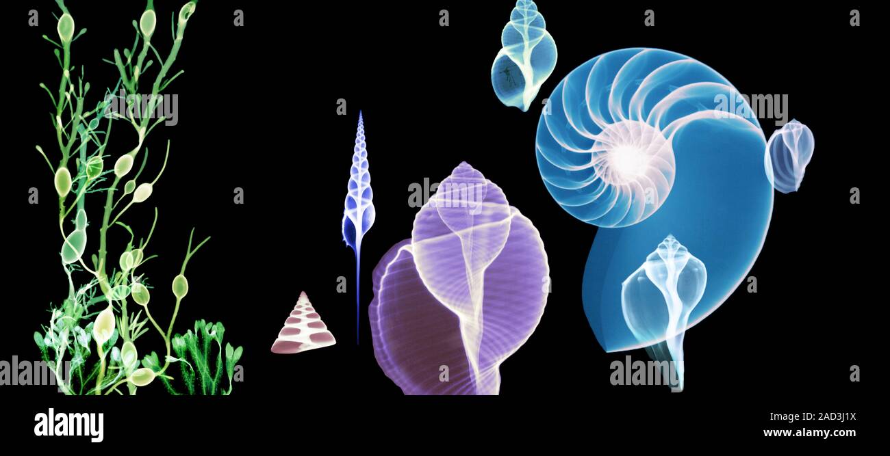 Seaweed and seashells. Coloured X-ray of a diorama of seaweed (left ...