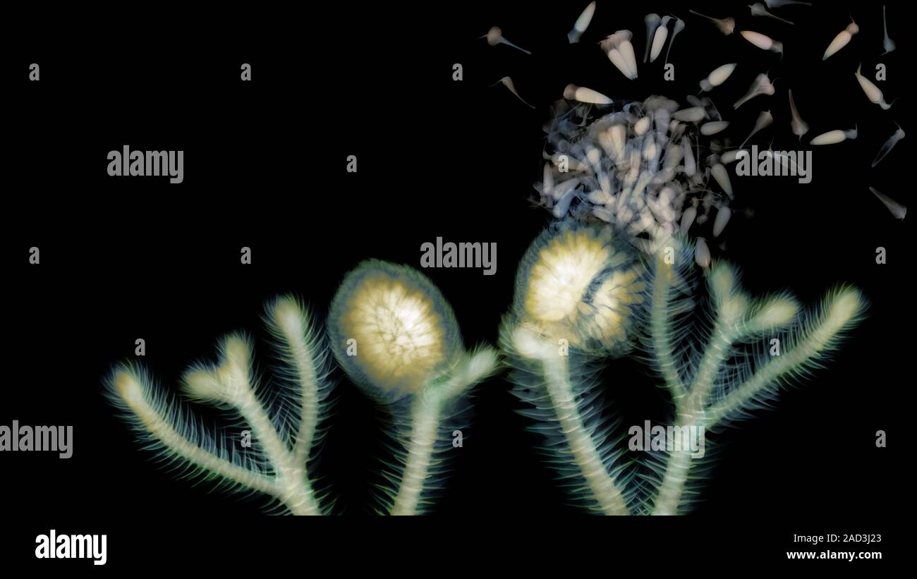 Exploding monkey puzzle tree (Araucana araucana), coloured X-ray. One ...