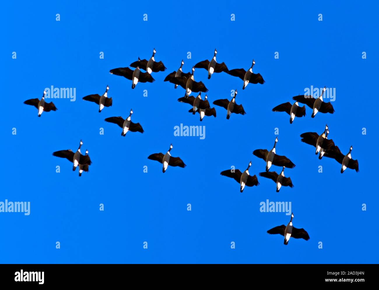 Small flock of canada geese hi-res stock photography and images - Alamy