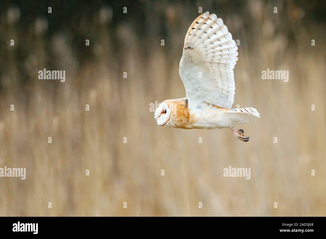 Barn owl (Tyto alba) flying over a field. Barn owls are nocturnal ...