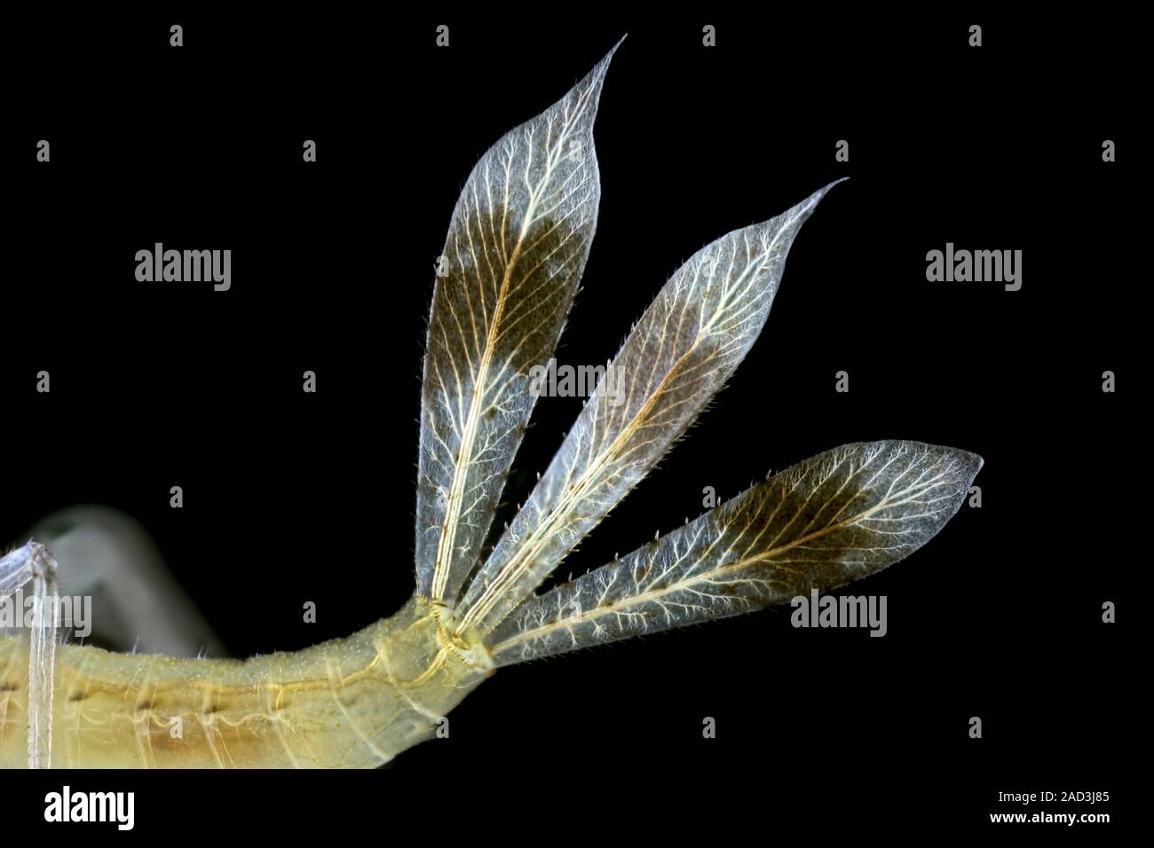 Dragonfly larva gills. Close-up of the three caudal gills on the end of ...