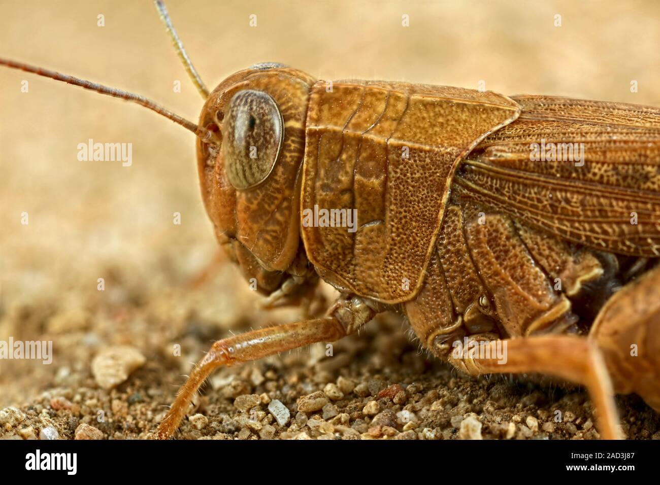 Grasshopper. Macro photograph of the head and thorax of a grasshopper ...