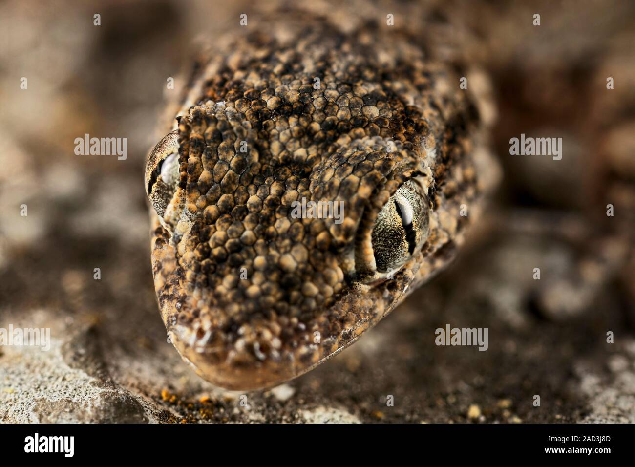 Gecko head. Close-up of the head of a gecko. Photographed in southern ...