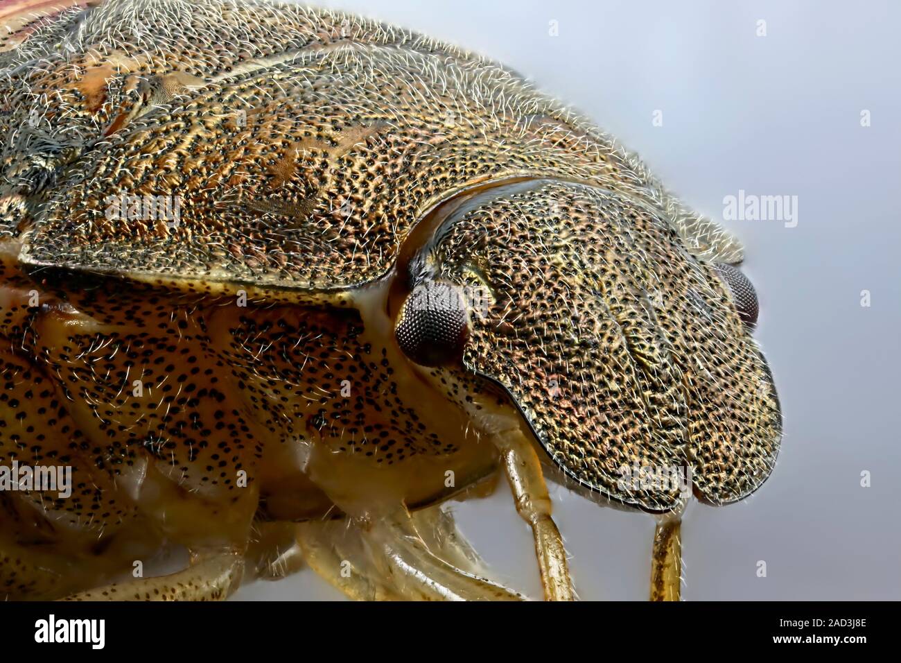 Bug head. Close-up of the head of a bug (suborder Heteroptera), showing ...