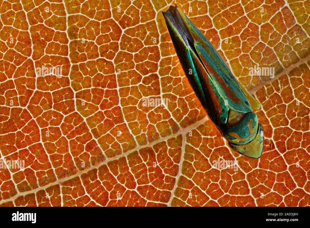 Rhododendron leafhopper (Graphocephala fennahi) on a leaf. This species ...