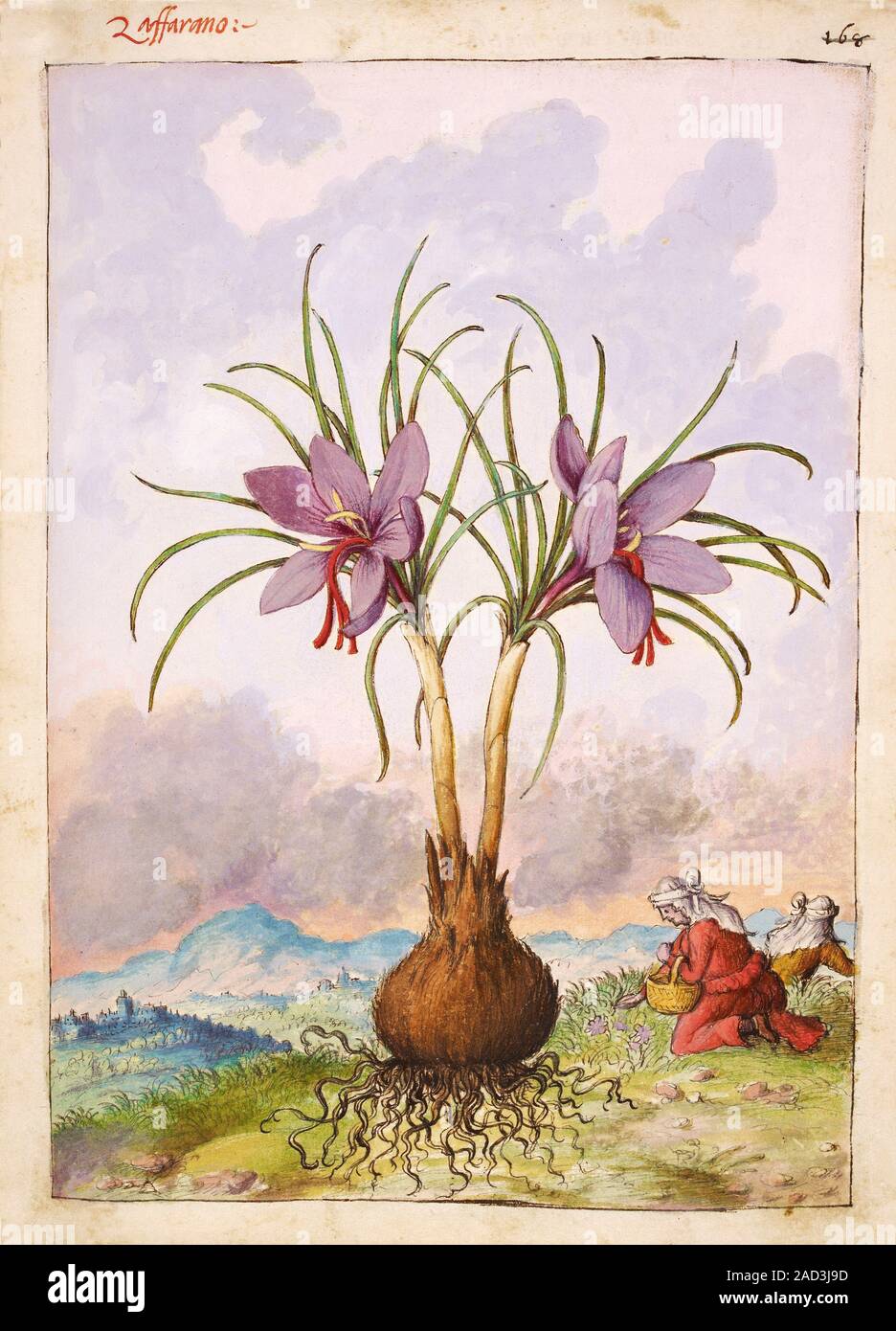 Saffron crocus (Crocus sativus). 16th Century Italian illustration by ...