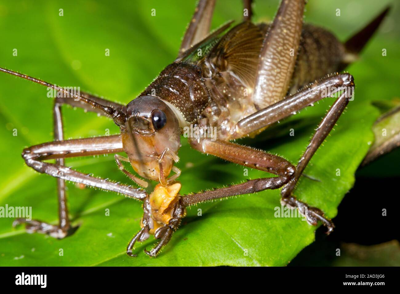 Bush cricket (family Tettigoniidae) feeding on a piece of fallen fruit ...