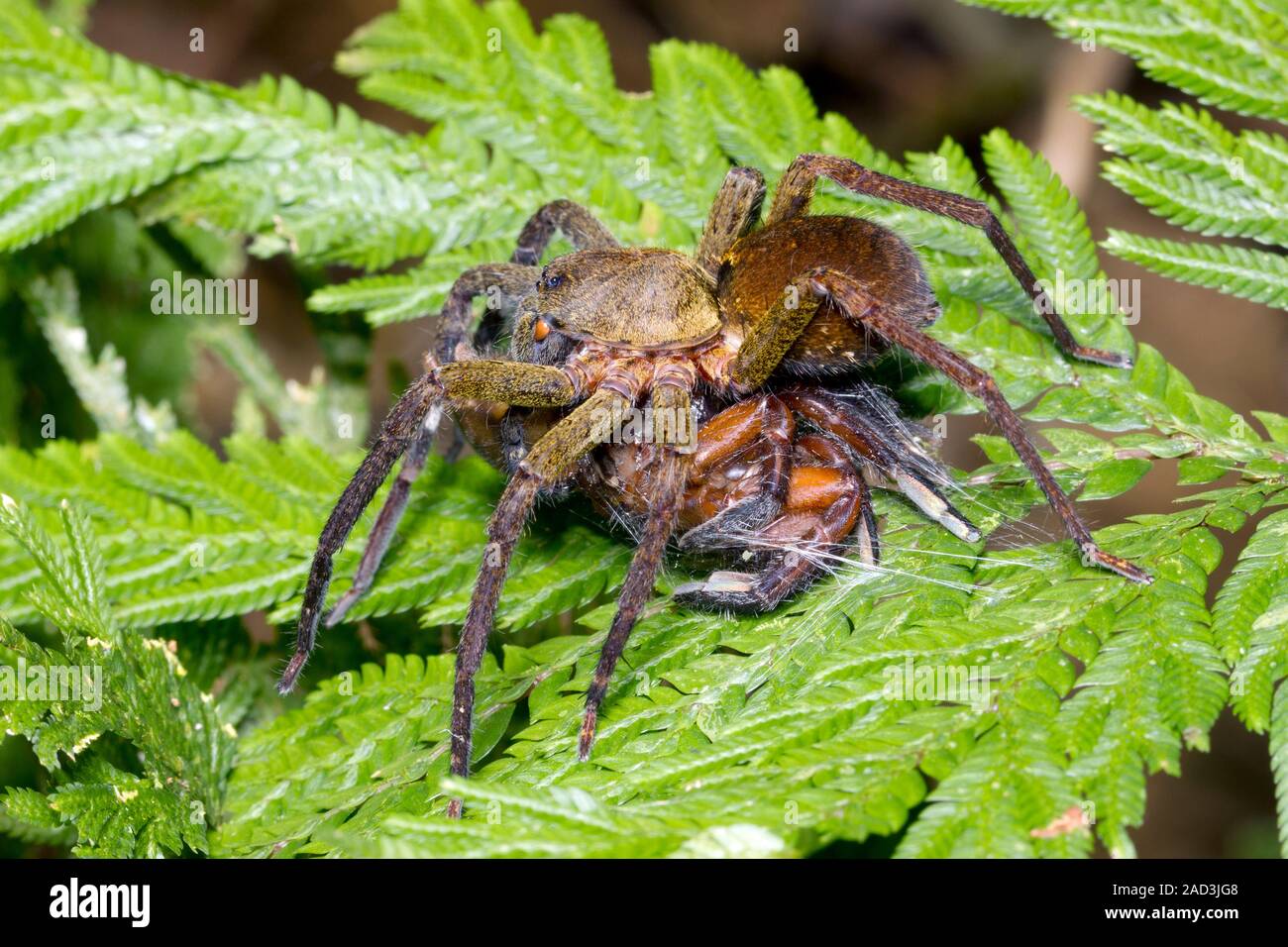 Wandering spider (Ancylometes sp., family Ctenidae) feeding on another ...