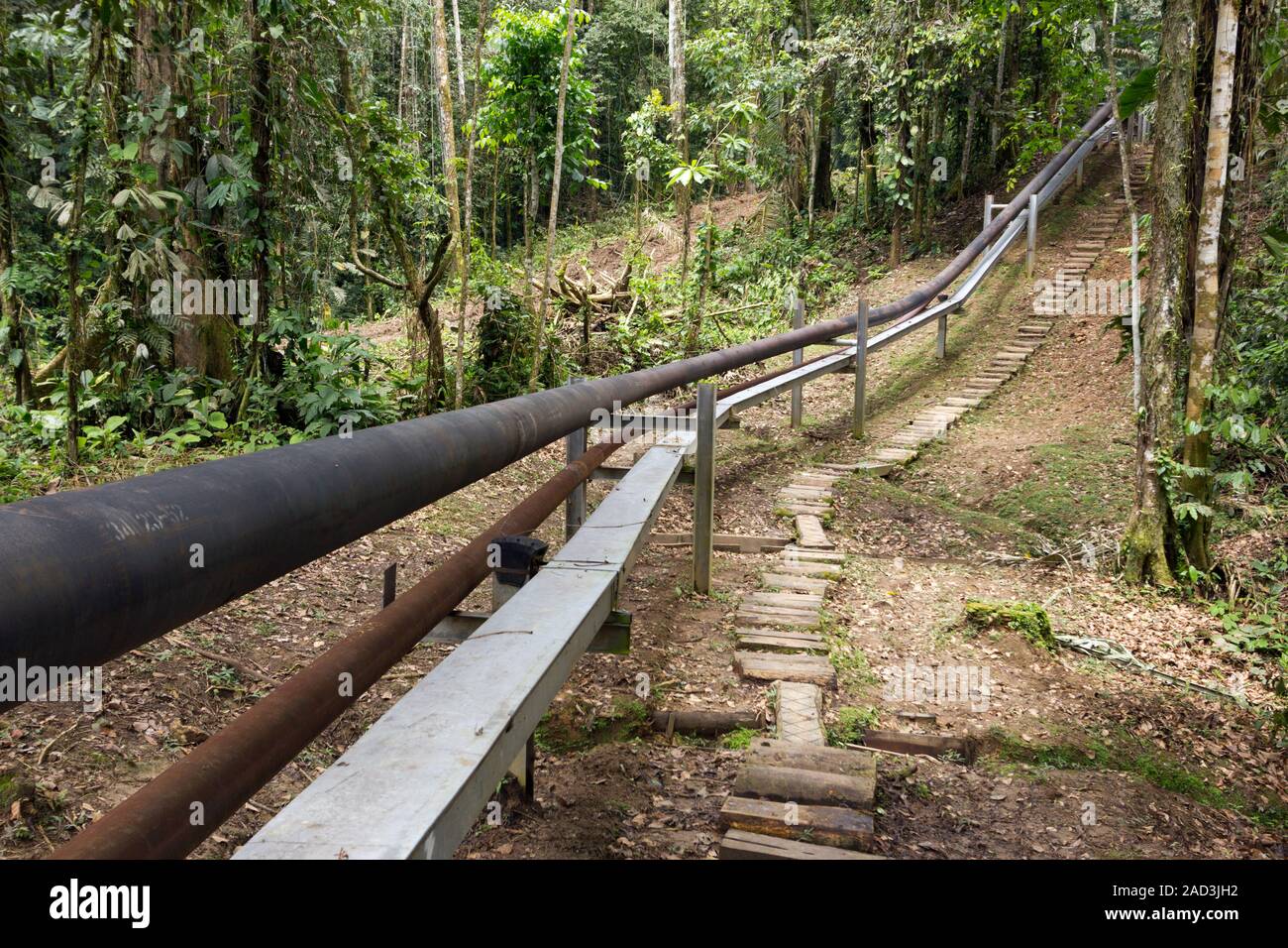 Pipeline carrying crude oil through Amazonian rainforest in Ecuador ...