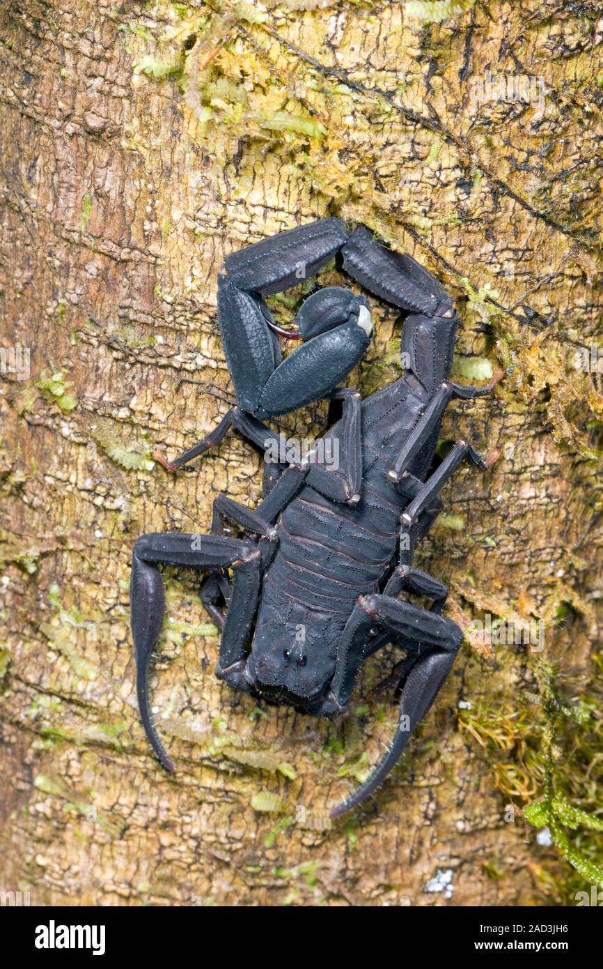 Ecuadorian Black scorpion Tityus asthenes on a tree trunk. Scorpions ...
