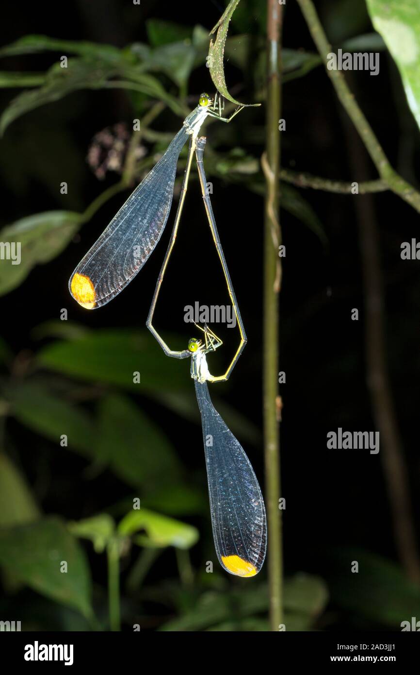 Giant Helicopter damselflies (Microstigma rotundatum family ...