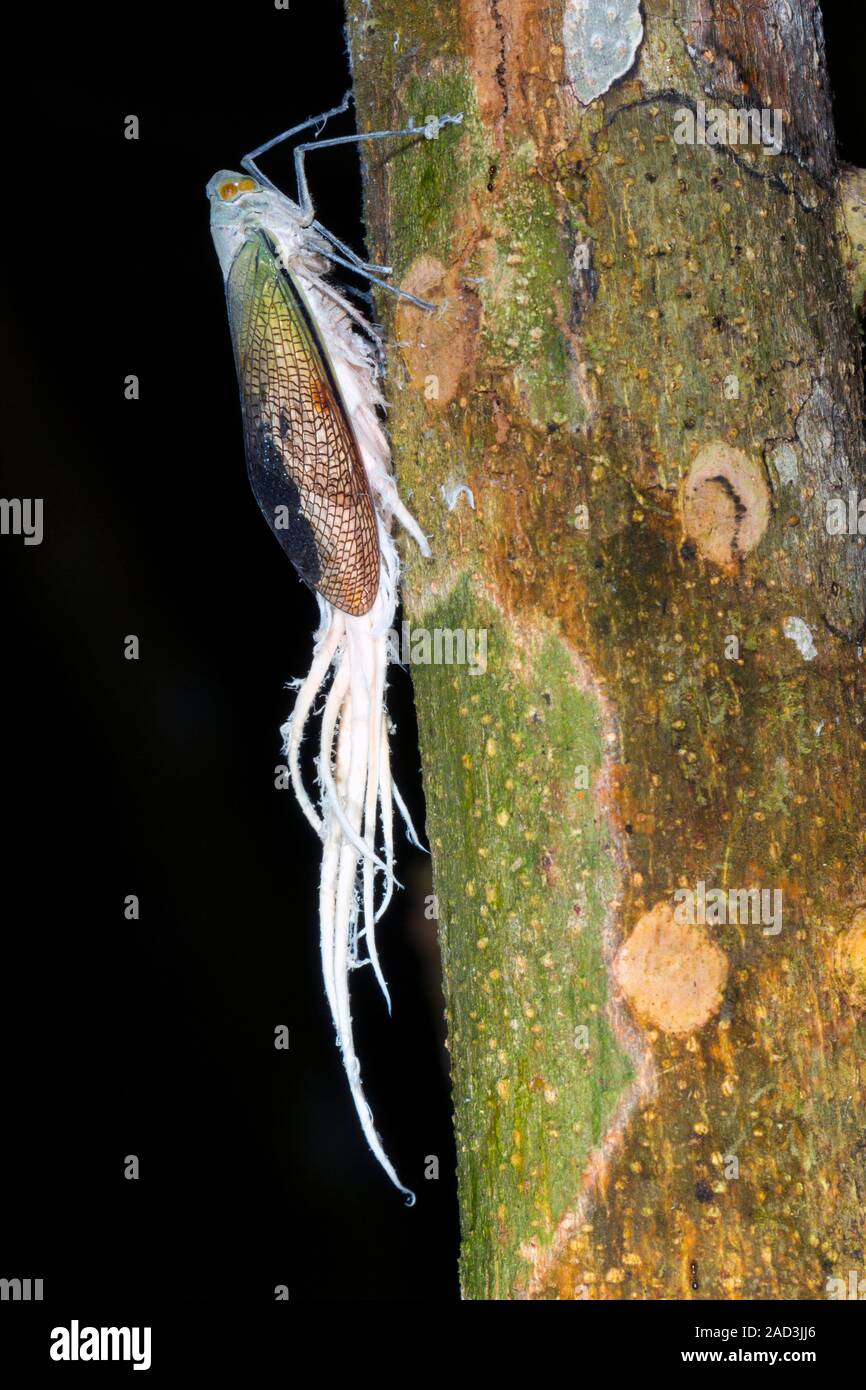 Wax tailed bug (Pterodictya reticularis) Fulgoridae. The family ...