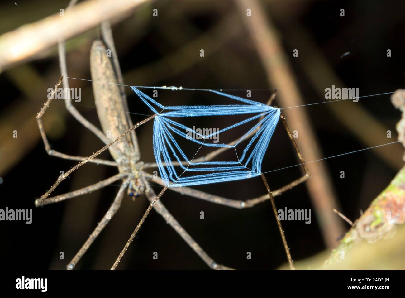 Ogre Faced Spider (Deinopis sp.) holding its web ready to catch a prey ...