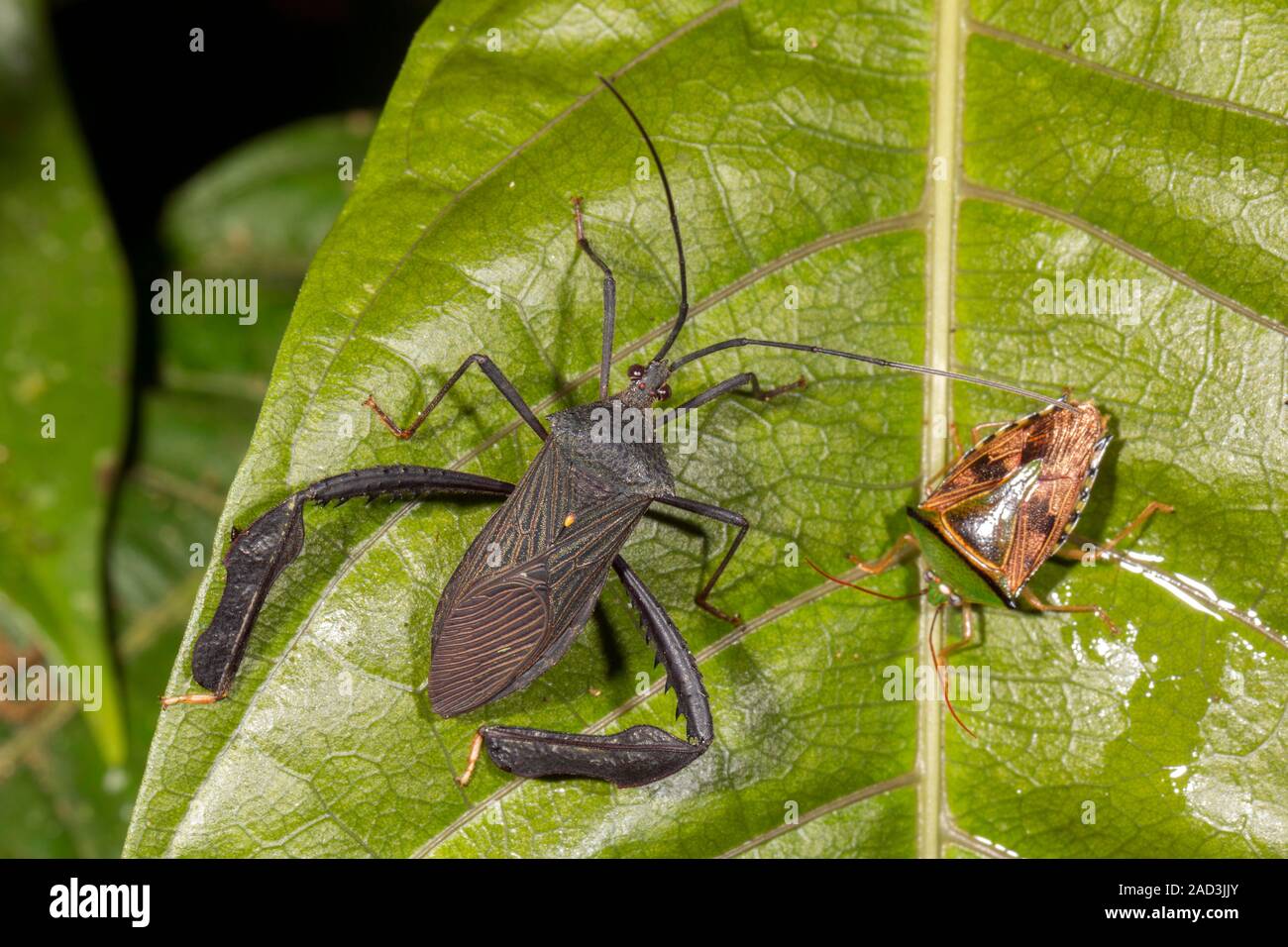 Two hemipteran bugs, family Coreidae on a leaf in the rainforest ...