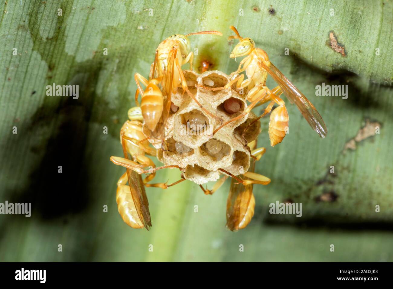 Wasp nest under a leaf, with eggs and larvae visible. Most wasp nests ...