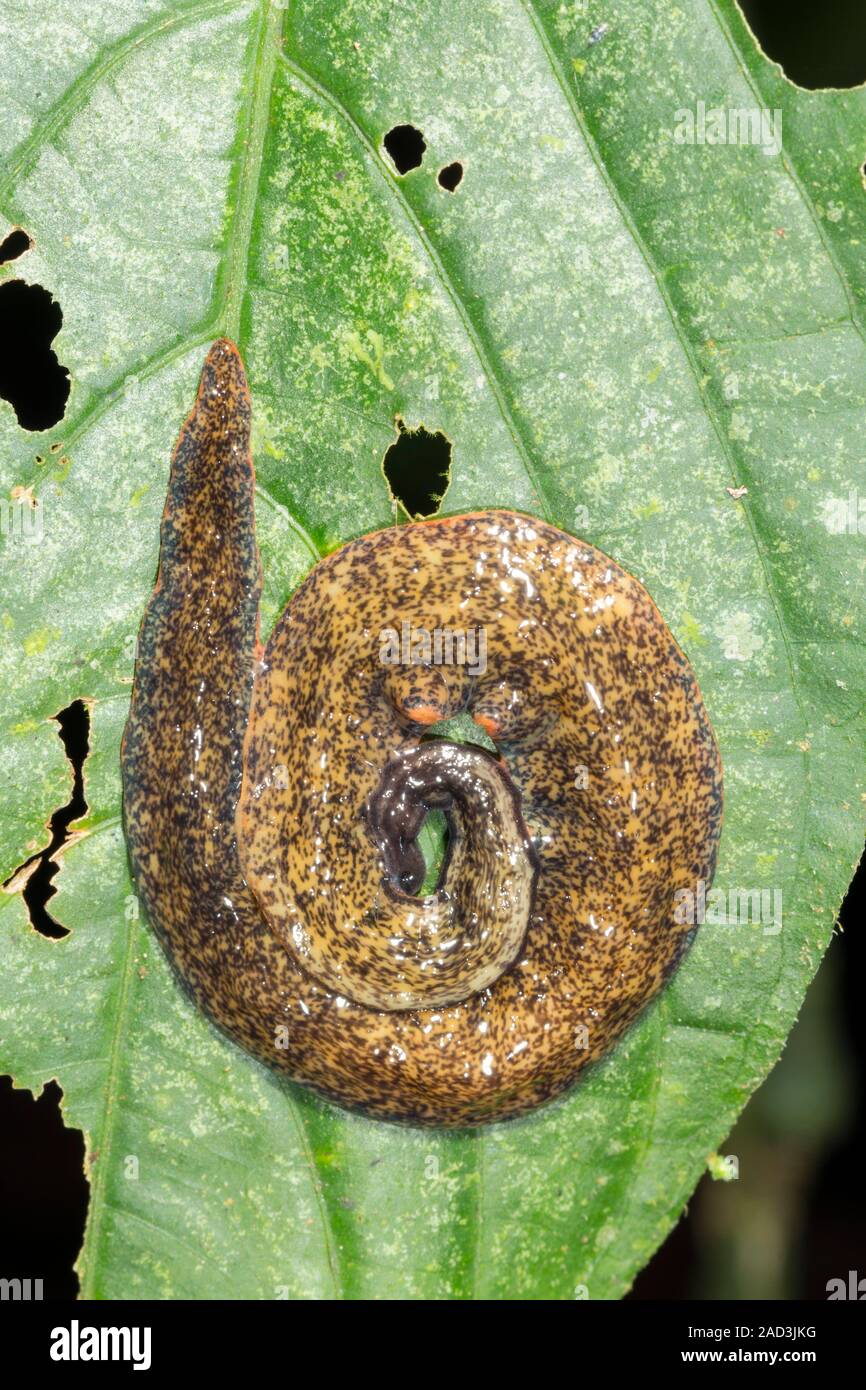 A Giant Land Planarian (Platyhelminthes, family Geoplanidae) on a leaf ...