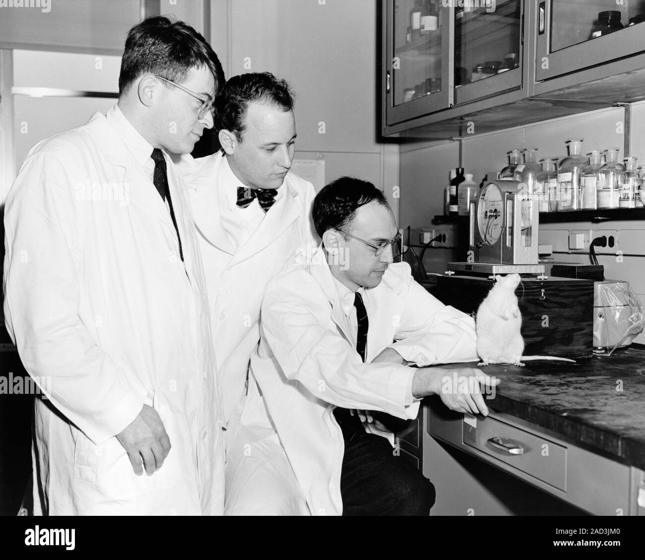 American biomedical researchers with a laboratory rat. From left, the ...