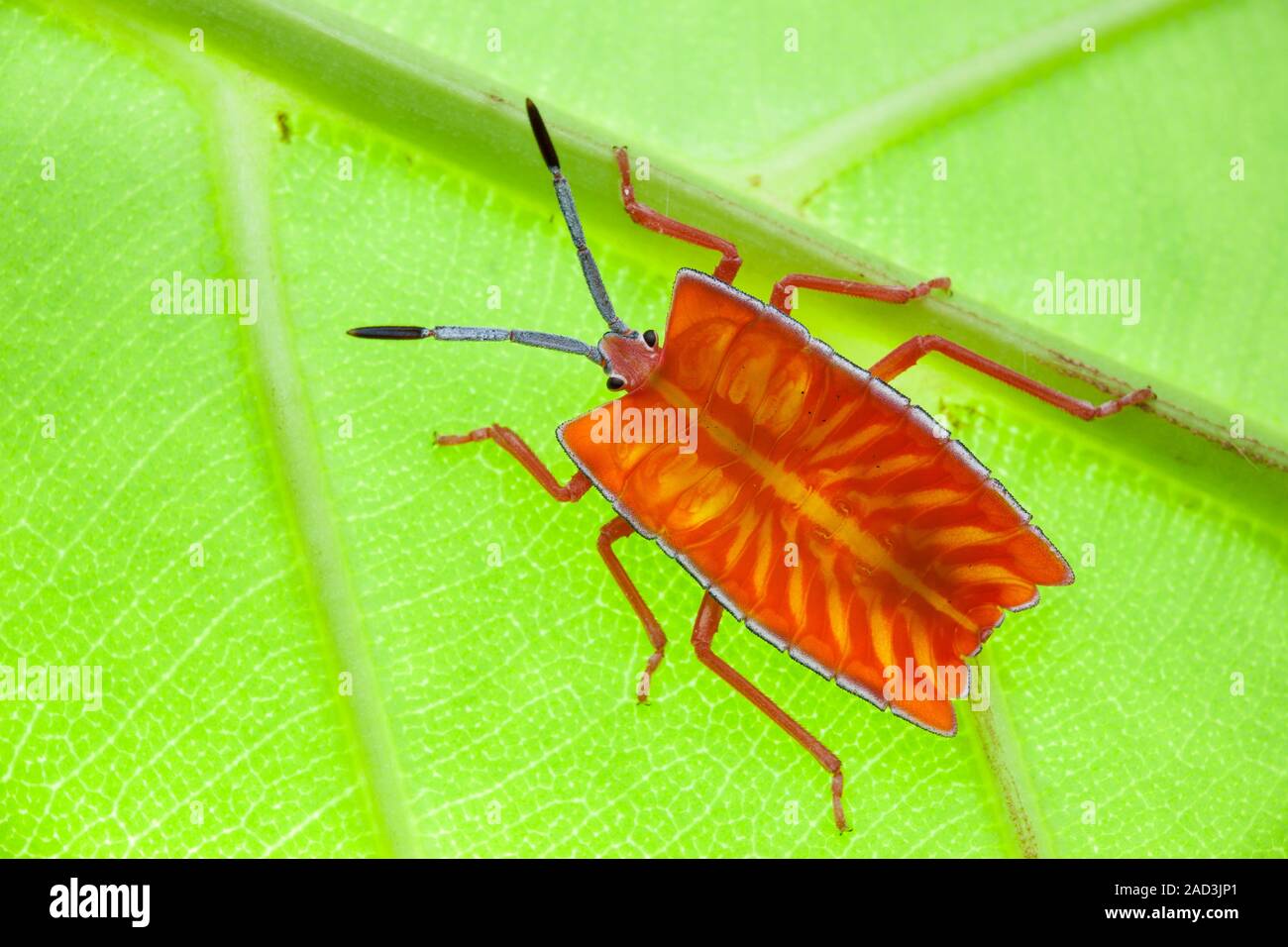 Giant shield bug (Family: Tessaratomidae). Photographed in Singapore ...