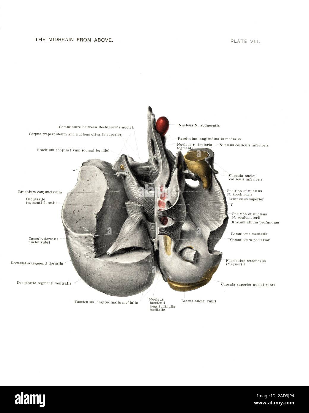 Anatomy of the midbrain. Labelled anatomical illustration of the ...