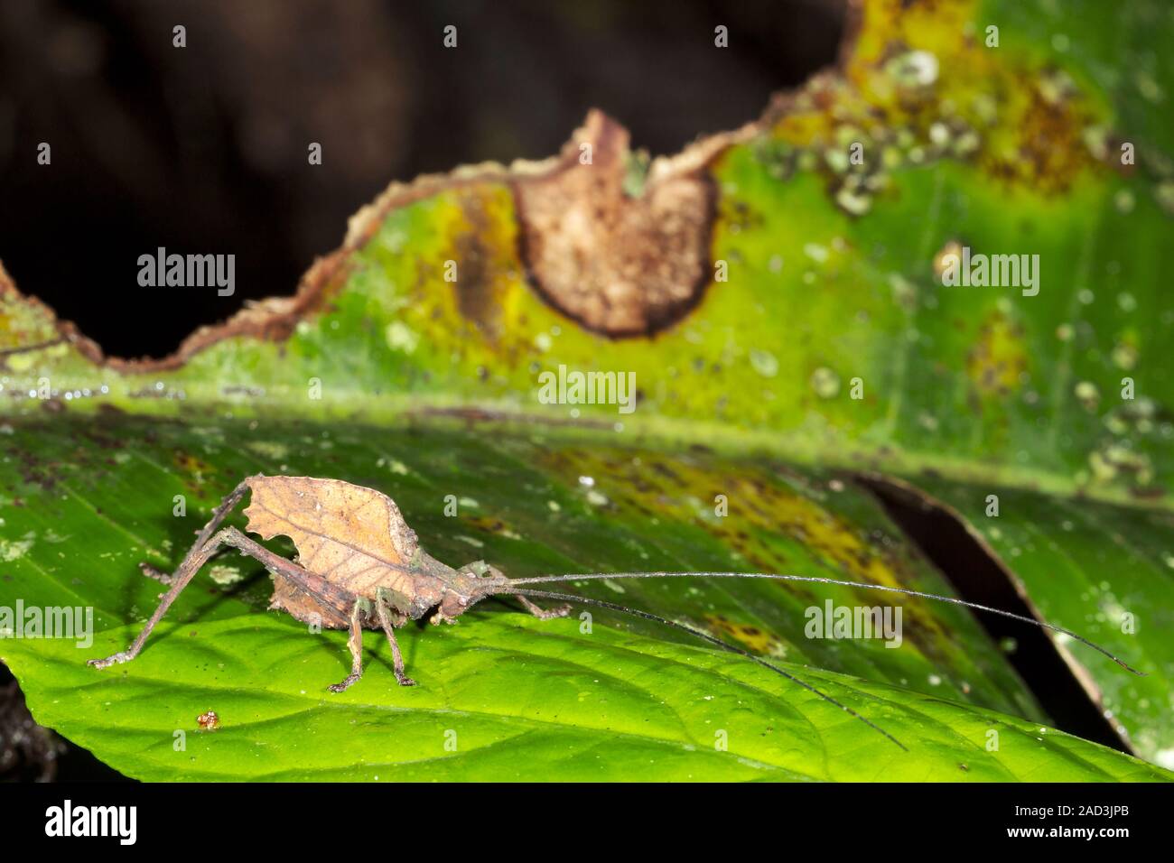 Leaf Mimic bush cricket (Typhophyllum sp. family Tettigoniidae ...