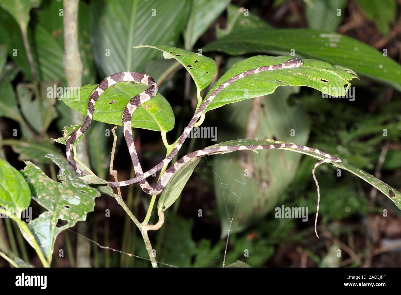 Fiddle string snake, or blunt-headed tree snake (Imantodes cenchoa ...