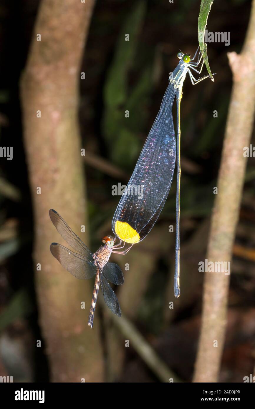 Giant Helicopter damselfly, (Microstigma rotundatum family ...