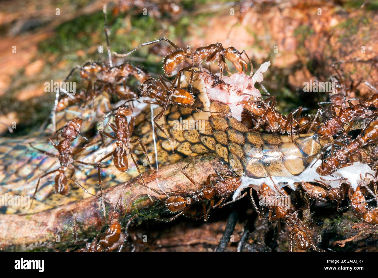 Ants (Ectatomma tuberculatum) scavenging a decomposing Big Ground Snake ...