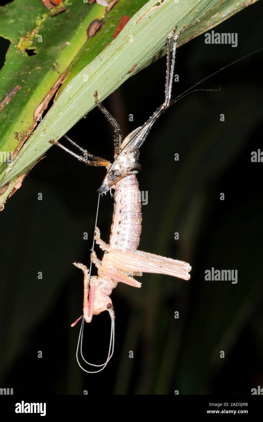Bush cricket (family Tettigoniidae) shedding its skin at night in the ...